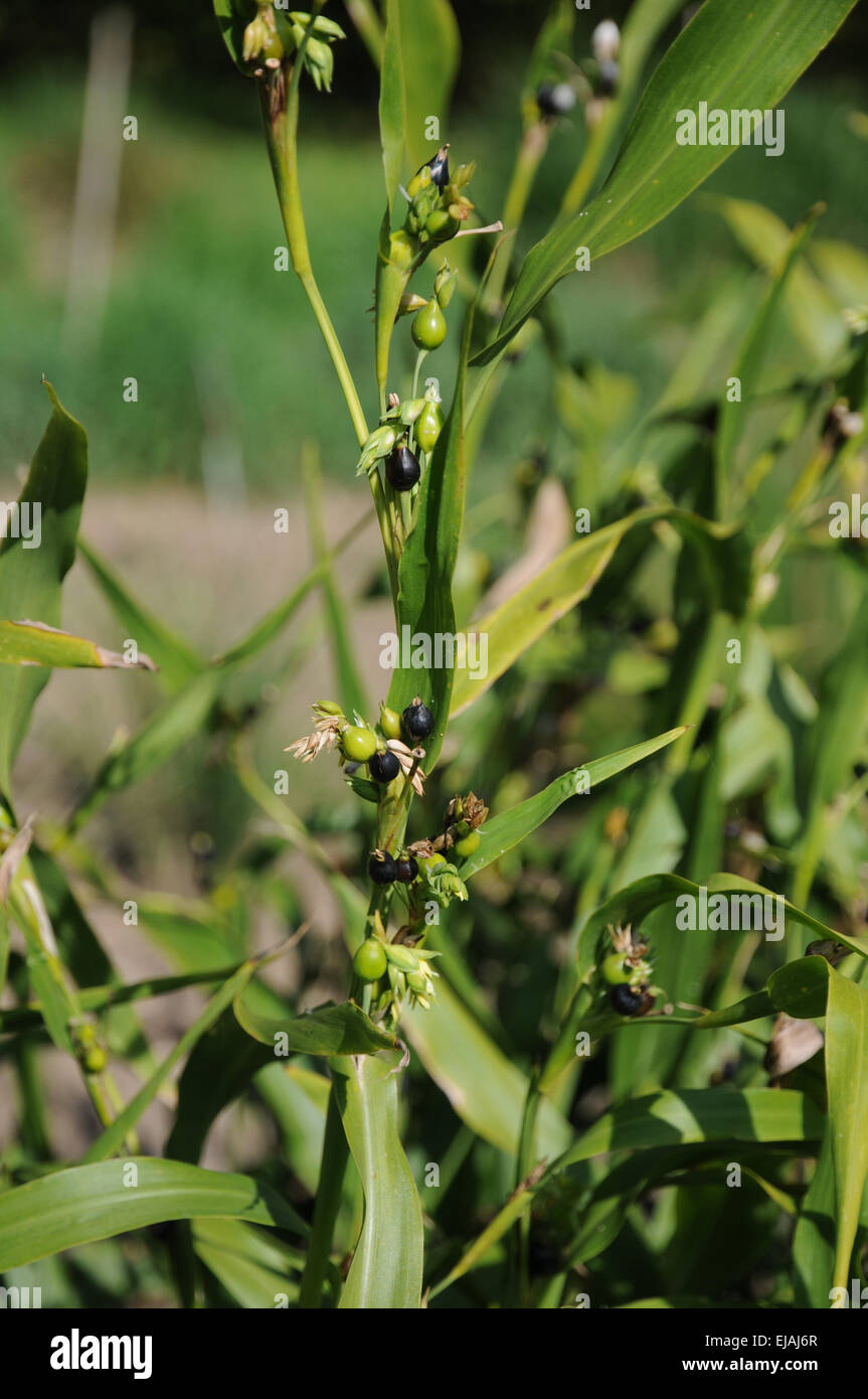 Tear grass hi-res stock photography and images - Alamy