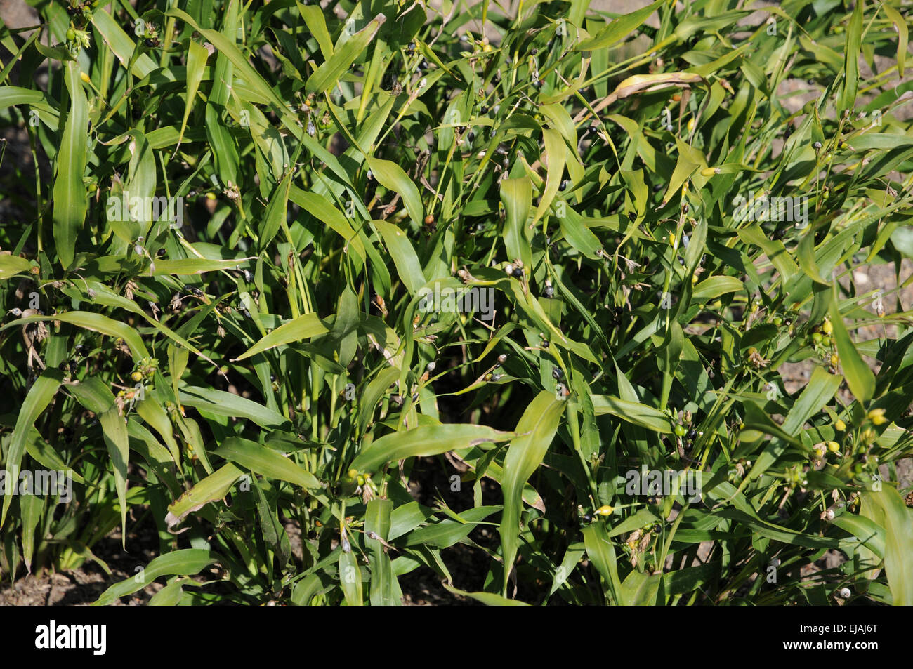 Tranengras hi-res stock photography and images - Alamy