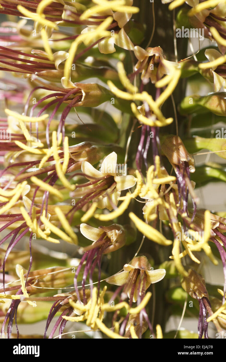 Agave filifera var. filamentosa Stock Photo - Alamy