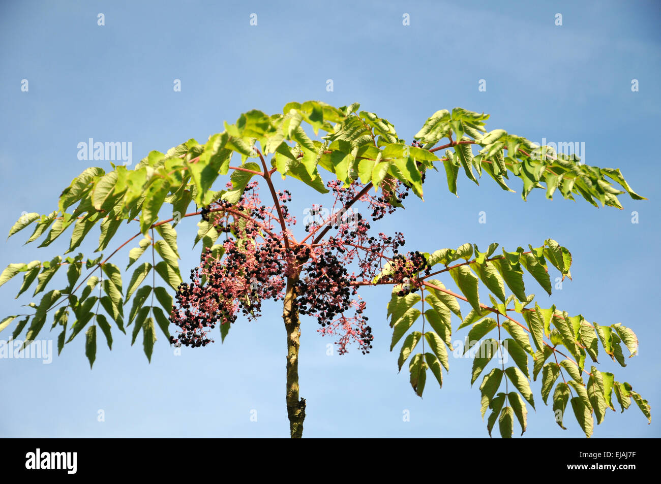 Japanese angelica tree Stock Photo - Alamy