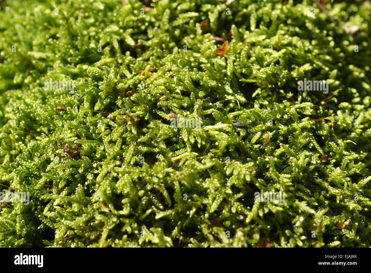Bryophyten hi-res stock photography and images - Alamy