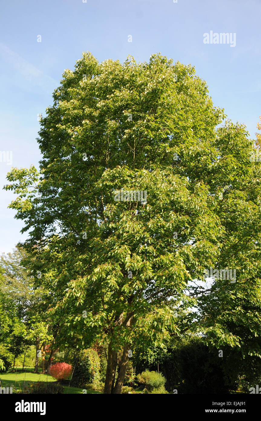 Oriental raisin tree Stock Photo - Alamy