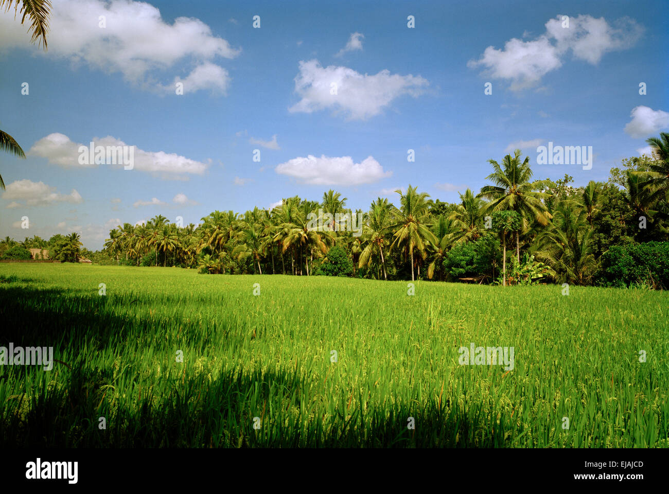 Rice terrace field in Ubud in Bali in Indonesia in Southeast Asia ...