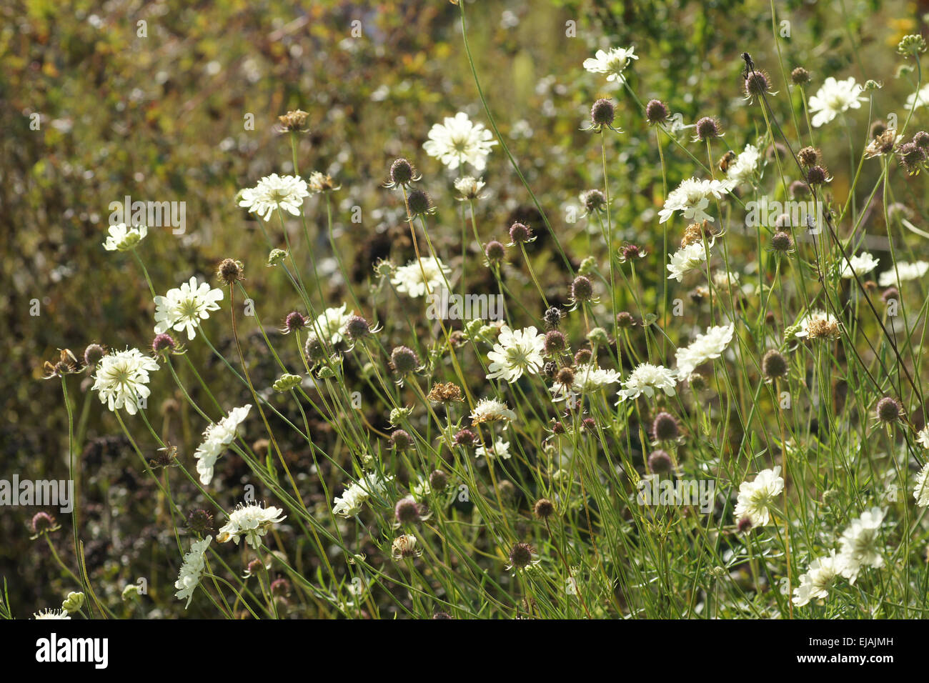 Wiesen scabiosa hi-res stock photography and images - Alamy