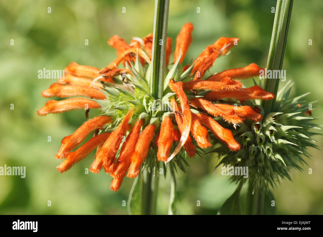 Lions ear hi-res stock photography and images - Alamy