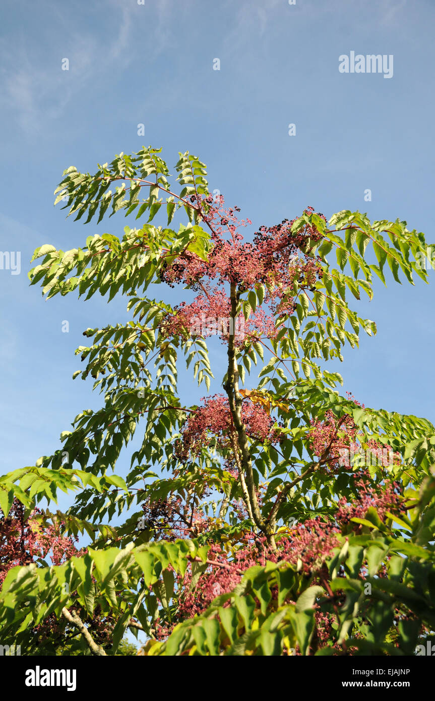 Japanese angelica tree Stock Photo - Alamy