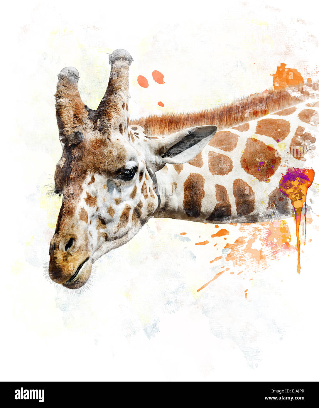 Watercolor Image Of Giraffe Stock Photo - Alamy