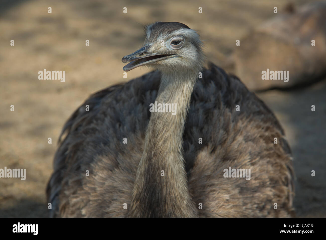 Close-up portrait of Greater Rhea bird with green background Stock ...