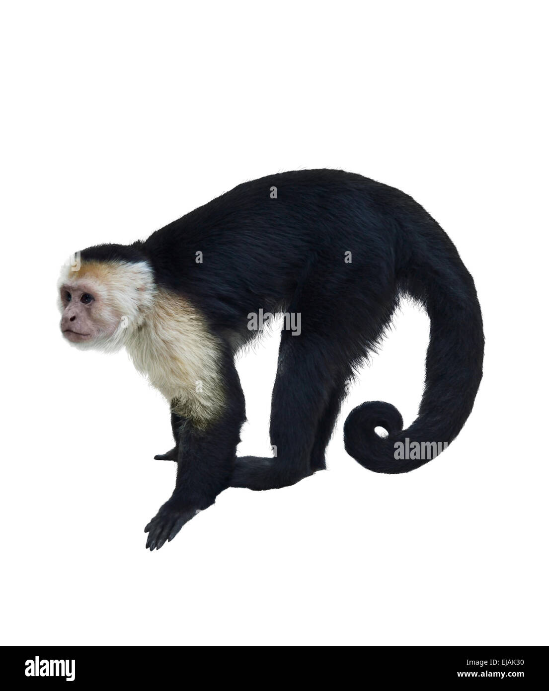 White fur monkey Cut Out Stock Images & Pictures - Alamy