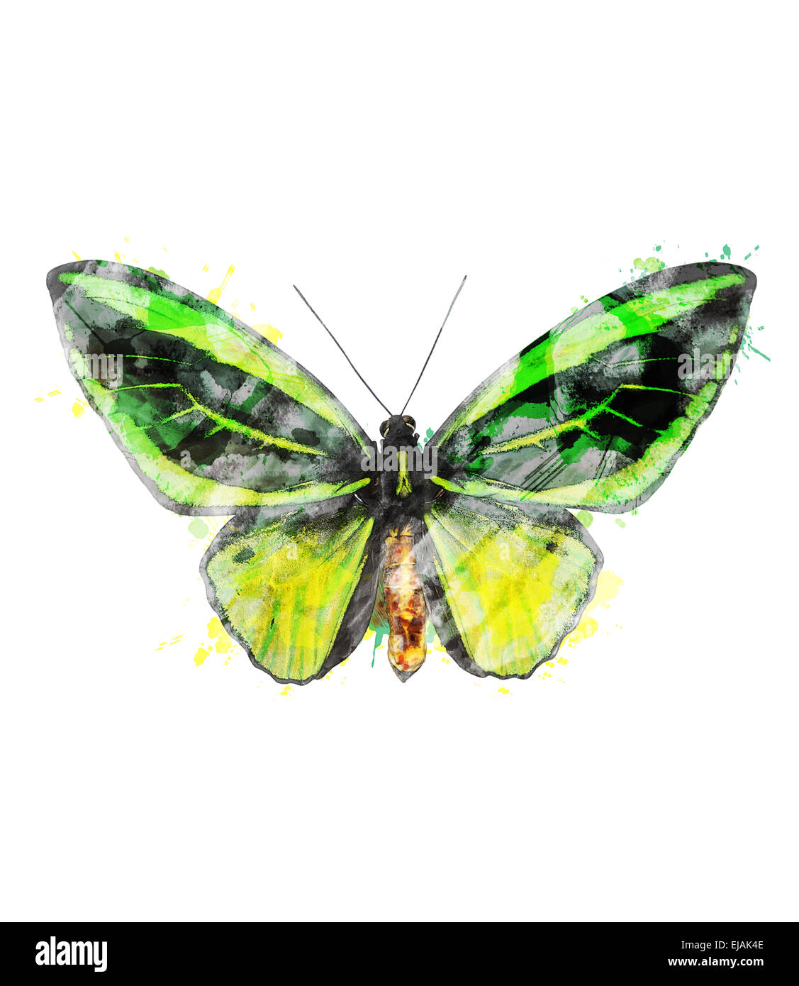 Butterfly painting artwork Cut Out Stock Images & Pictures - Alamy