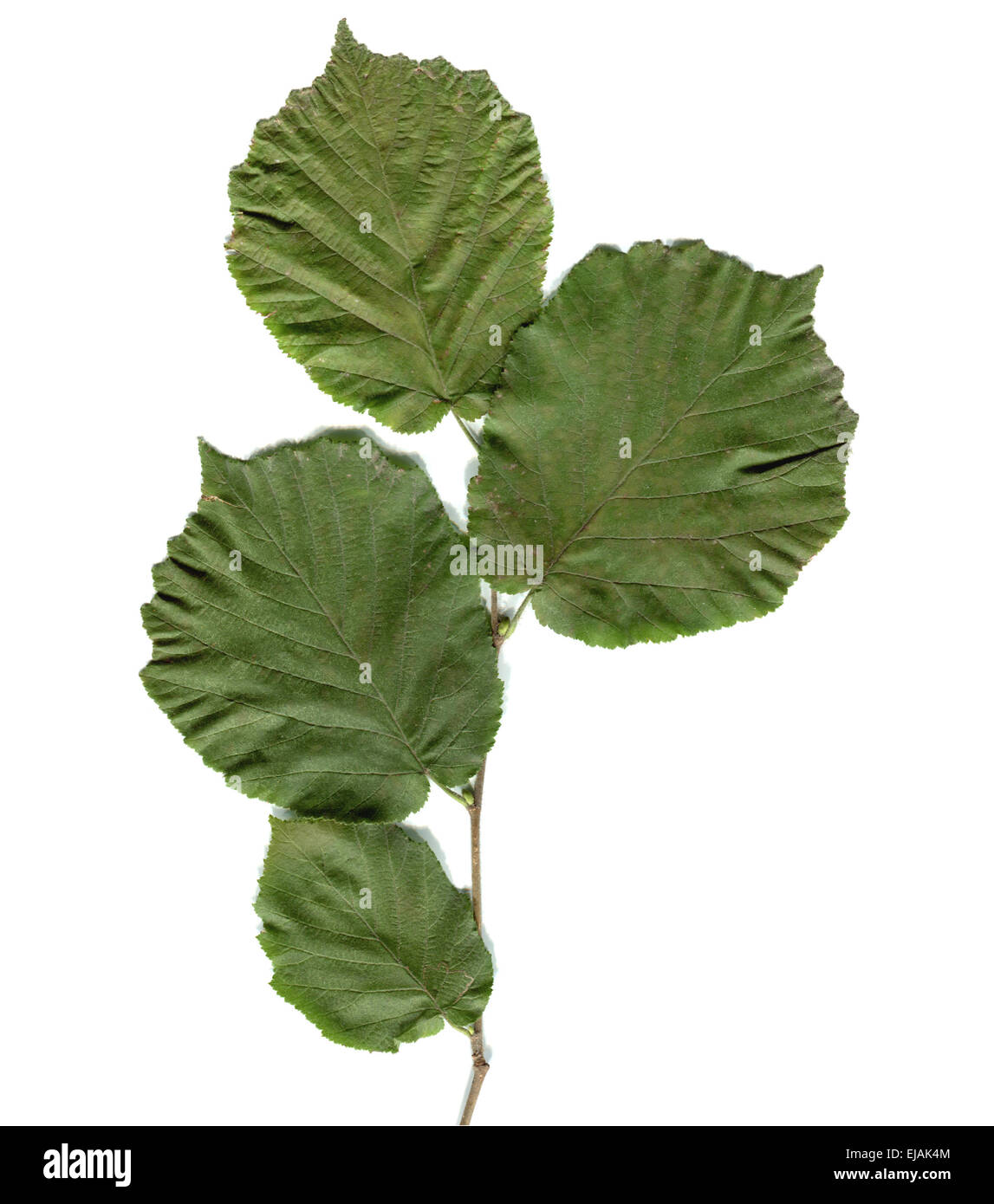 Hazel tree leaf Stock Photo - Alamy