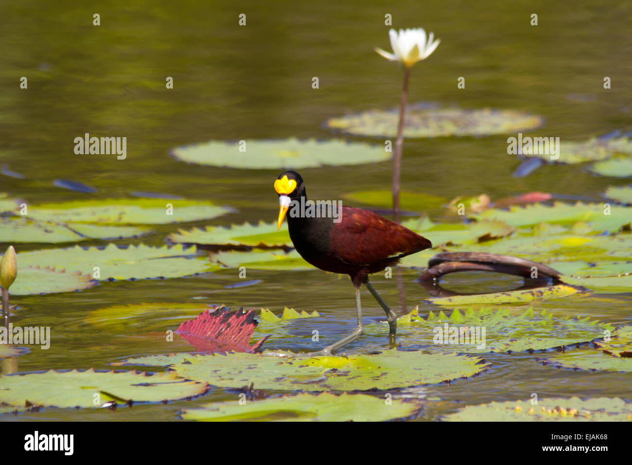 Lily Pad Bird Stock Photos & Lily Pad Bird Stock Images - Alamy