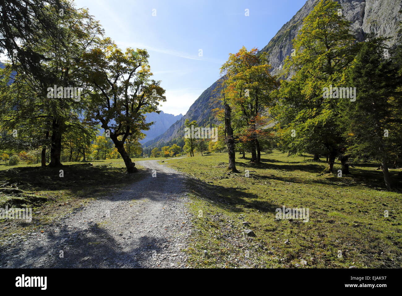 Valley maple trees hi-res stock photography and images - Alamy