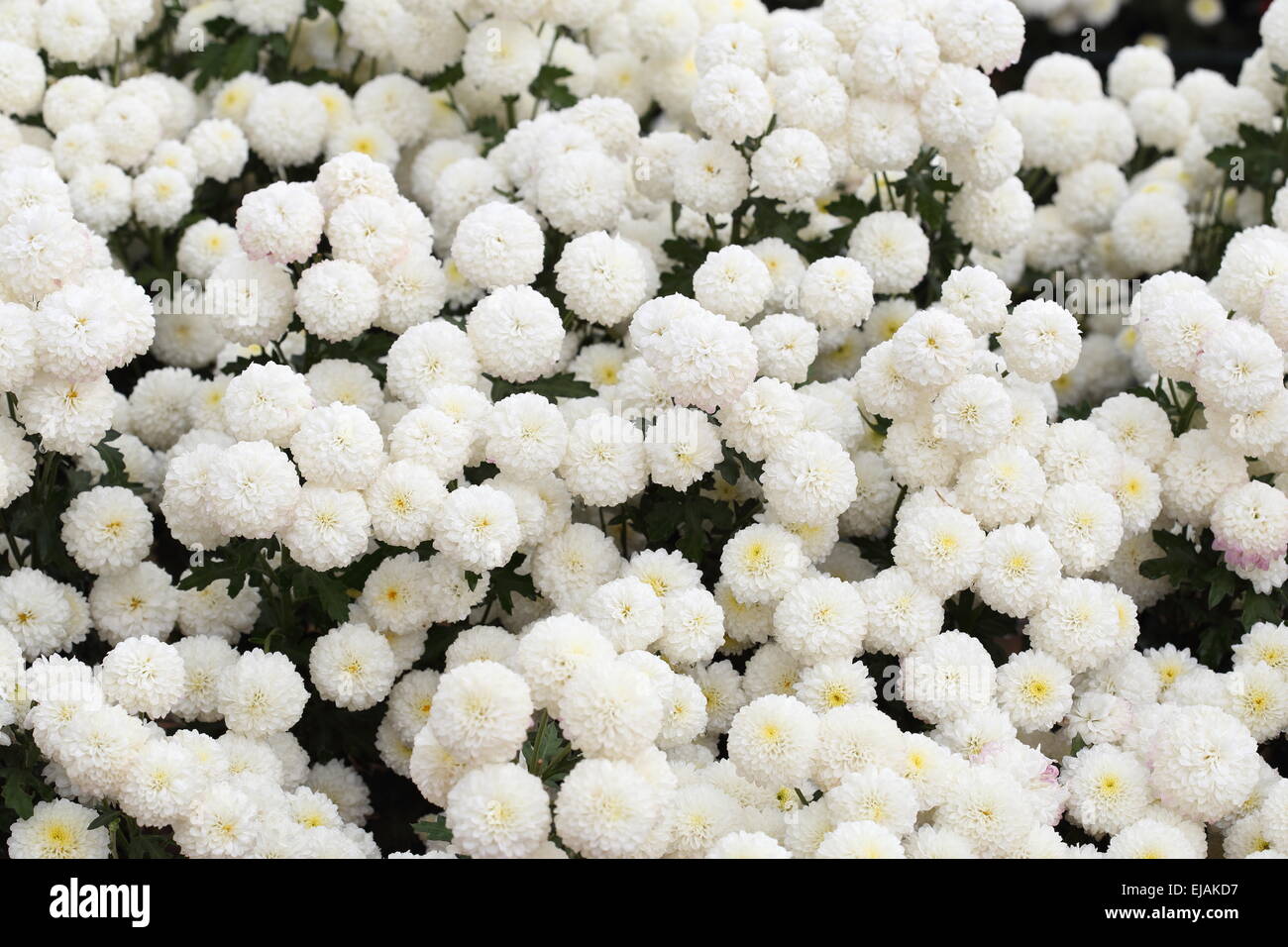 beautiful Chrysanthemum flower blooming in the garden Stock Photo - Alamy