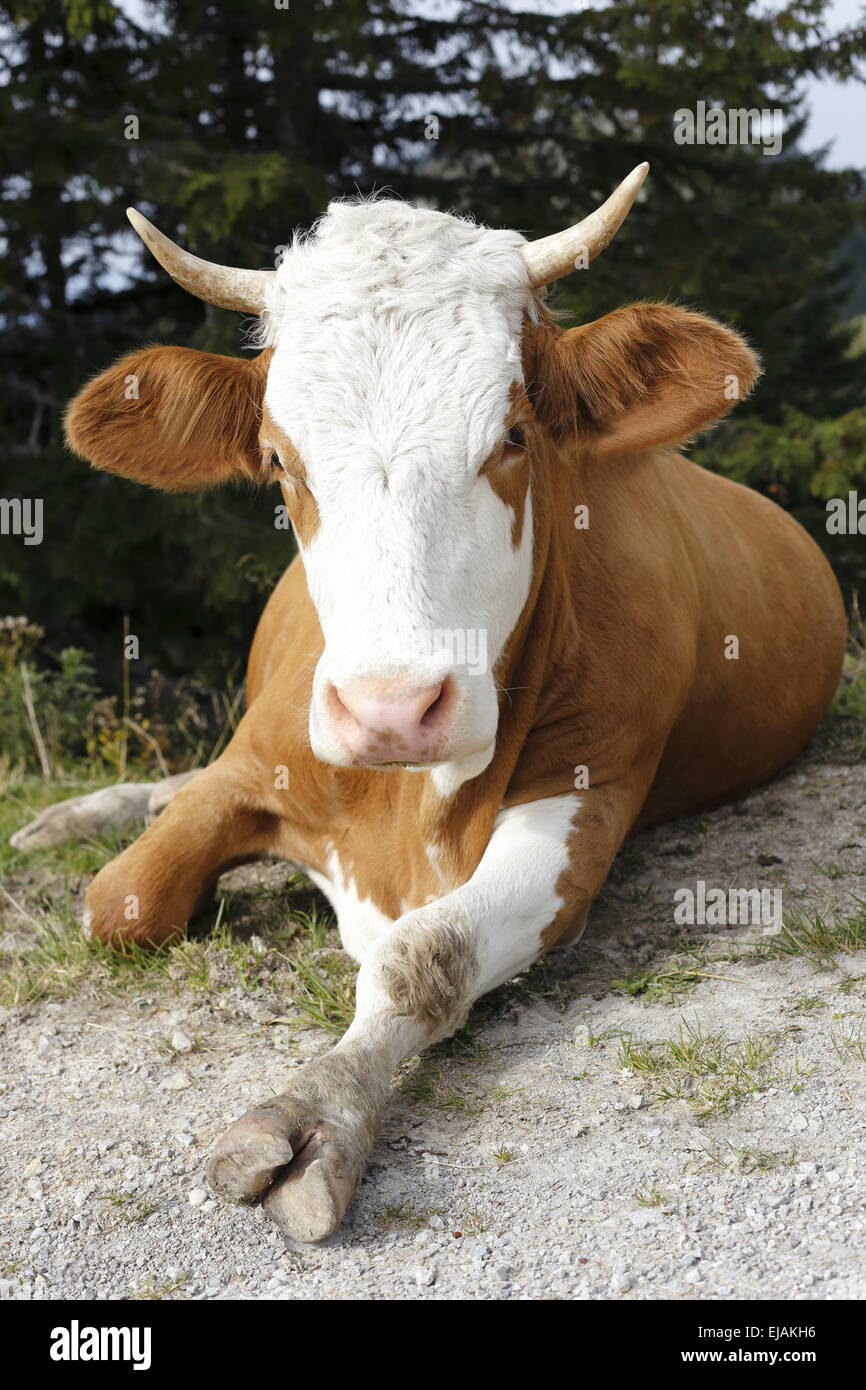 Cattle leg hi-res stock photography and images - Alamy