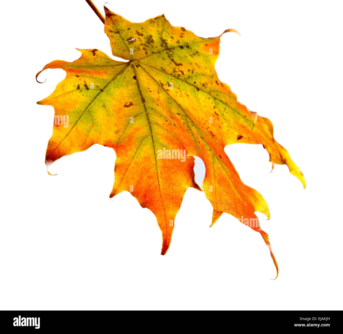 dry maple leaf Stock Photo - Alamy