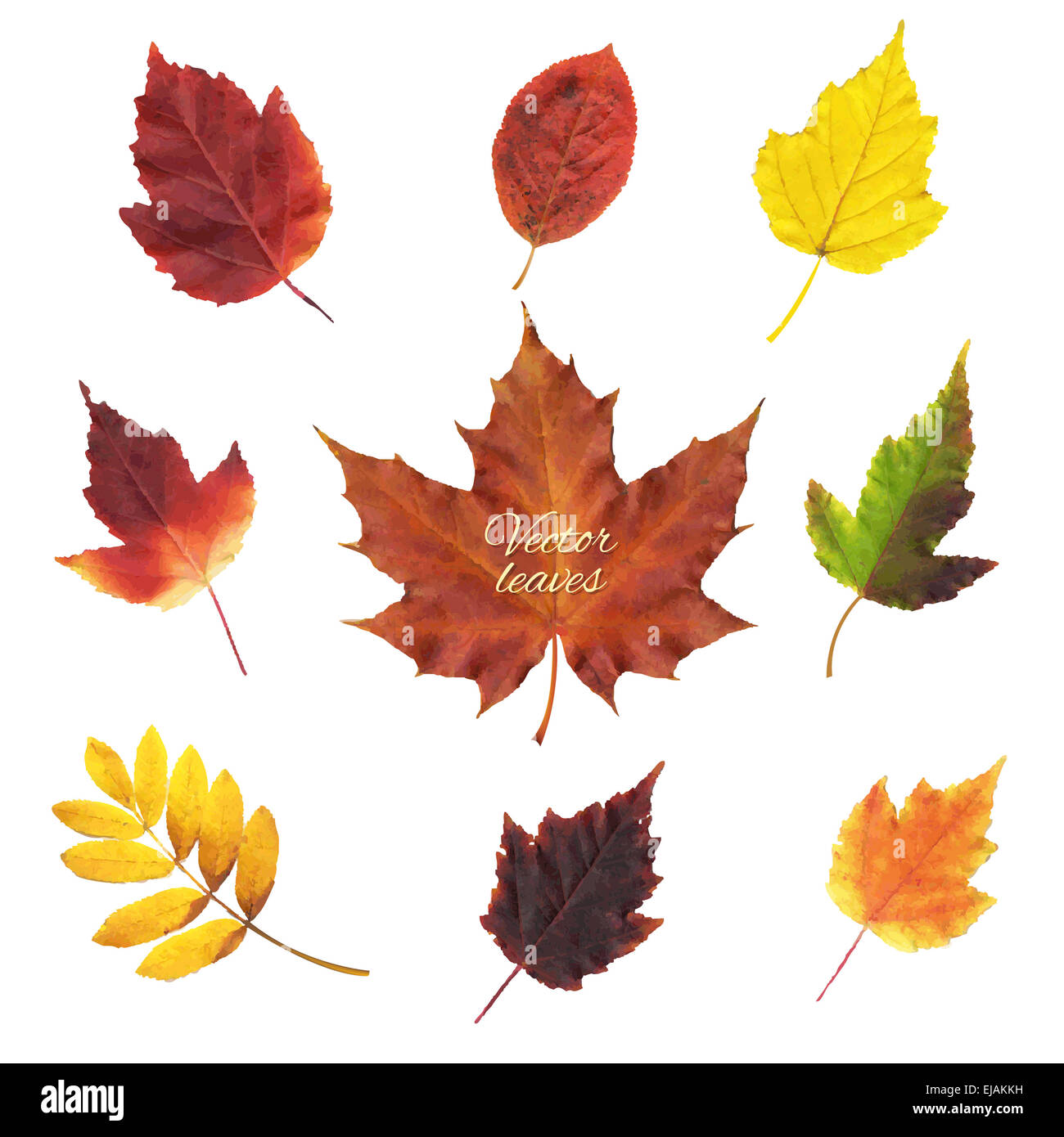 Bright autumn leaves elm Cut Out Stock Images & Pictures - Alamy