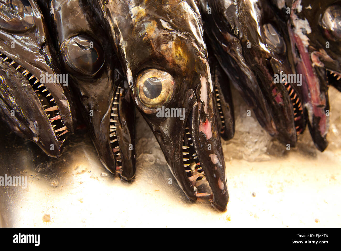 Black scabbard fish hi-res stock photography and images - Alamy