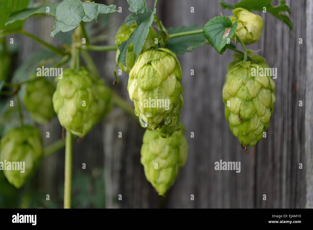 Close up from fruits hi-res stock photography and images - Alamy