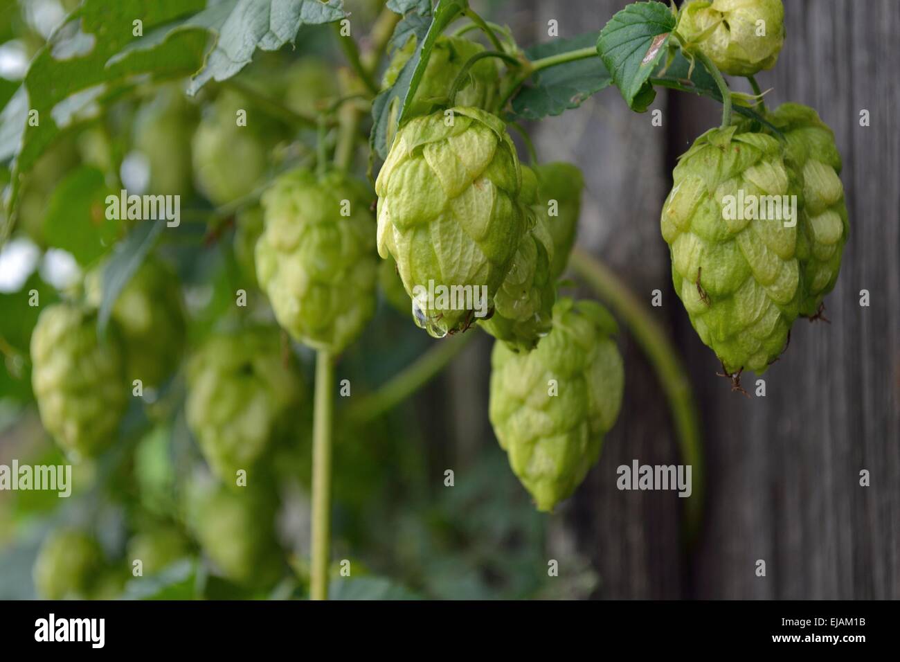 Hops fruits - closeup Stock Photo - Alamy