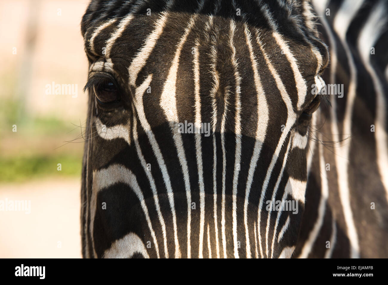 Zebra close-up view and details of its prints, Cordoba Zoo, Spain Stock ...