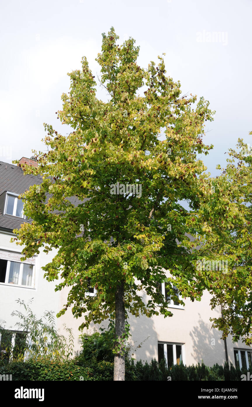 Turkish hazel hi-res stock photography and images - Alamy