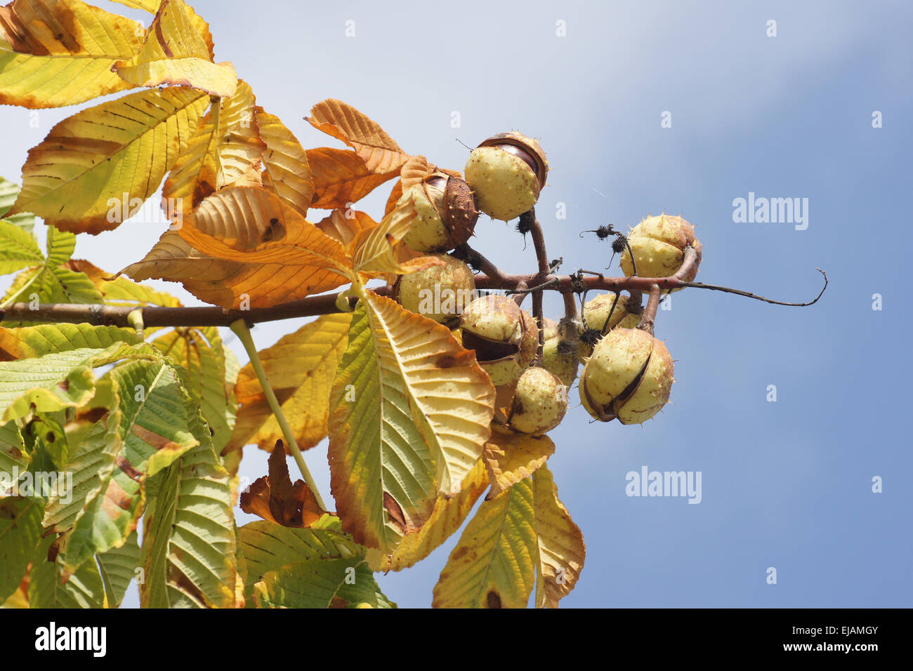Indian horse chestnut tree hi-res stock photography and images - Alamy