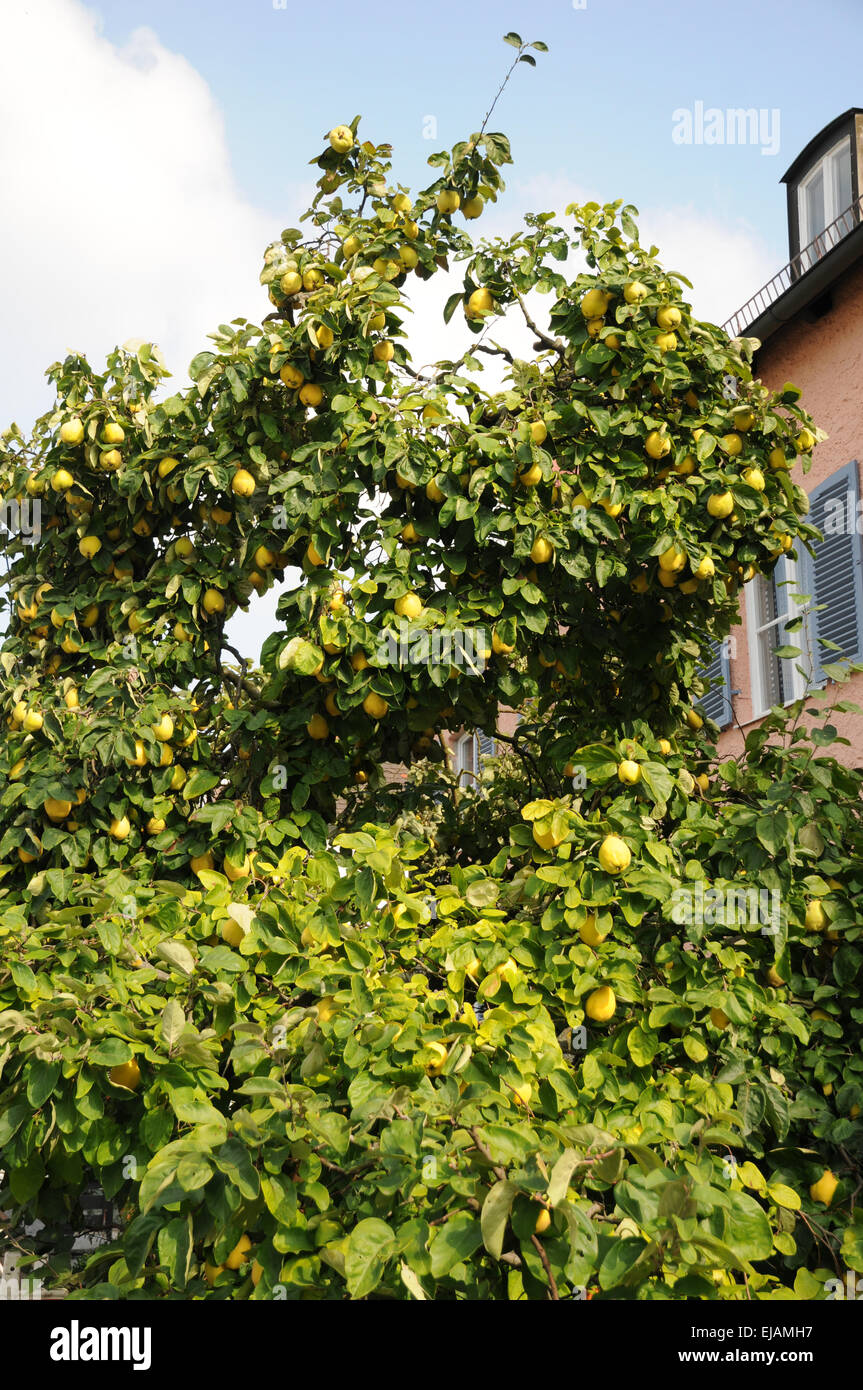 Quince tree f hi-res stock photography and images - Alamy