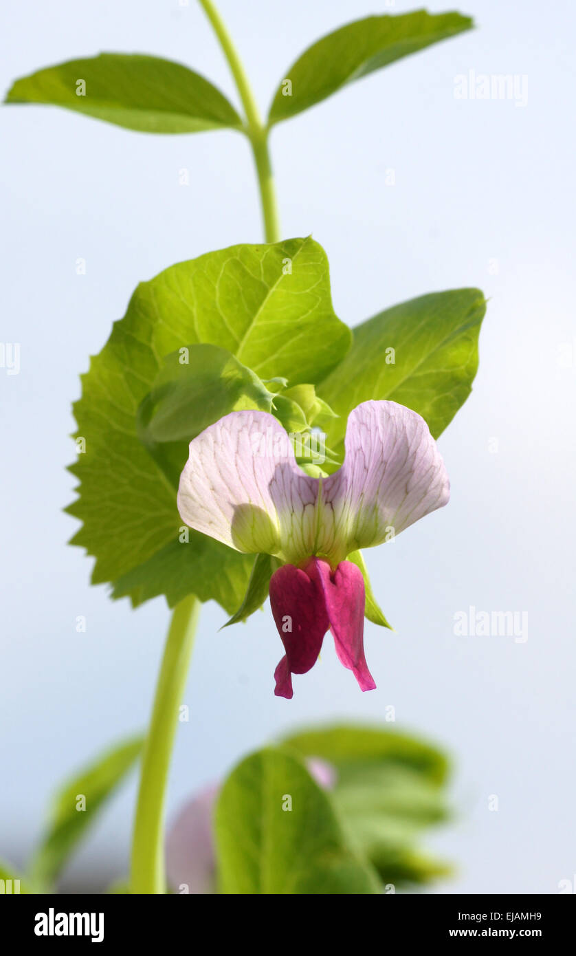 Ackererbse hi-res stock photography and images - Alamy