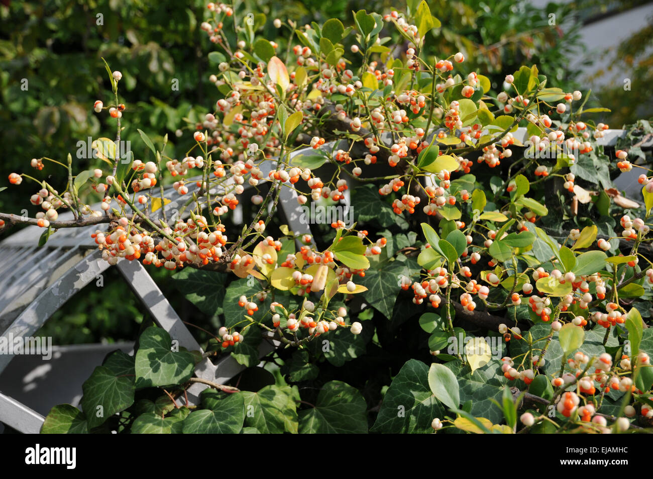 Wintercreeper Euonymus High Resolution Stock Photography and Images - Alamy