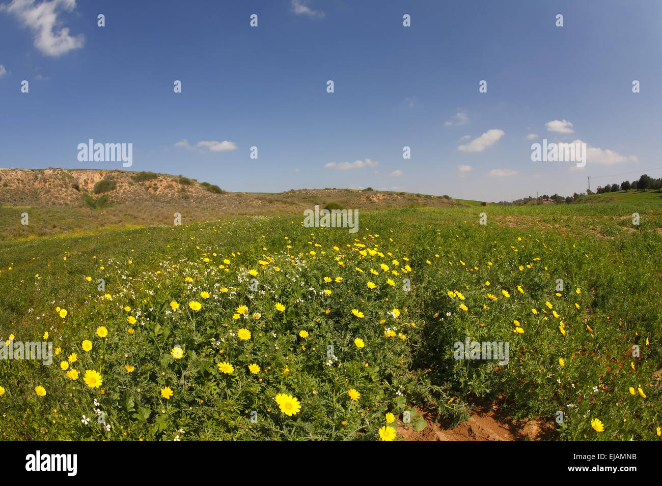 The spring meadows Stock Photo - Alamy