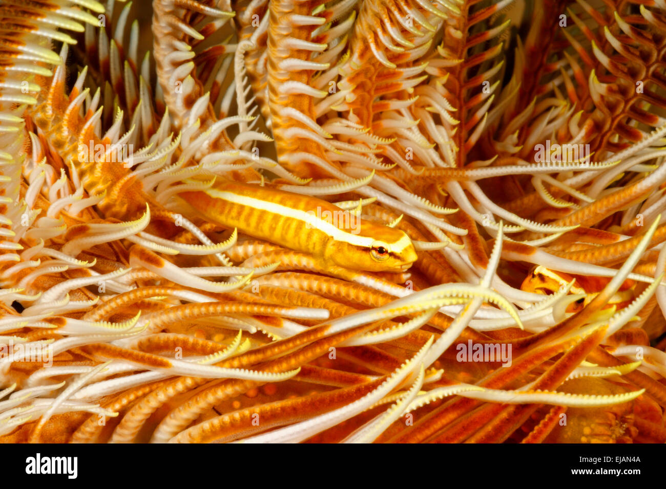 Crinoid Clingfish, Discotrema crinophilum, hiding in the arms of its ...