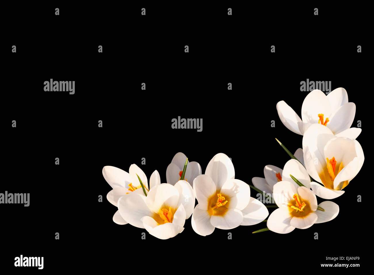 White crocus hi-res stock photography and images - Alamy