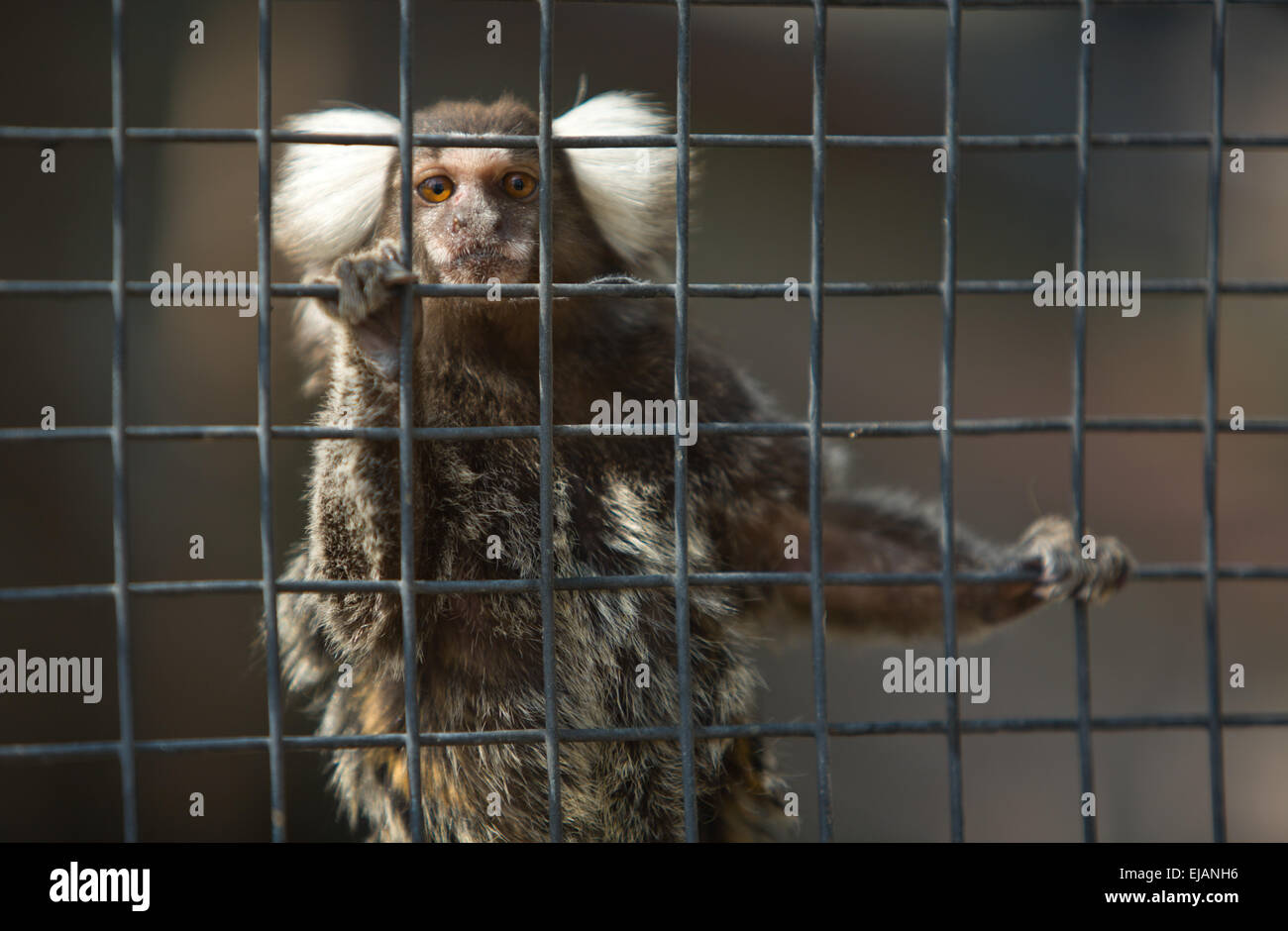 Callithrix jacch hi-res stock photography and images - Alamy