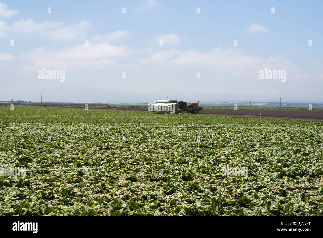Lettuce picking in California fog Stock Photo - Alamy