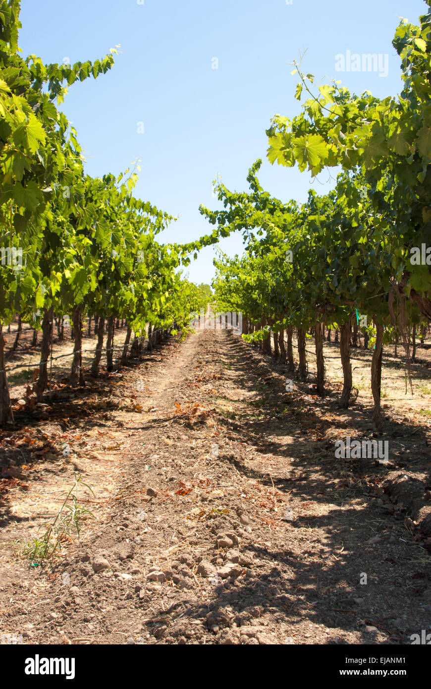 Row vineyard hi-res stock photography and images - Alamy