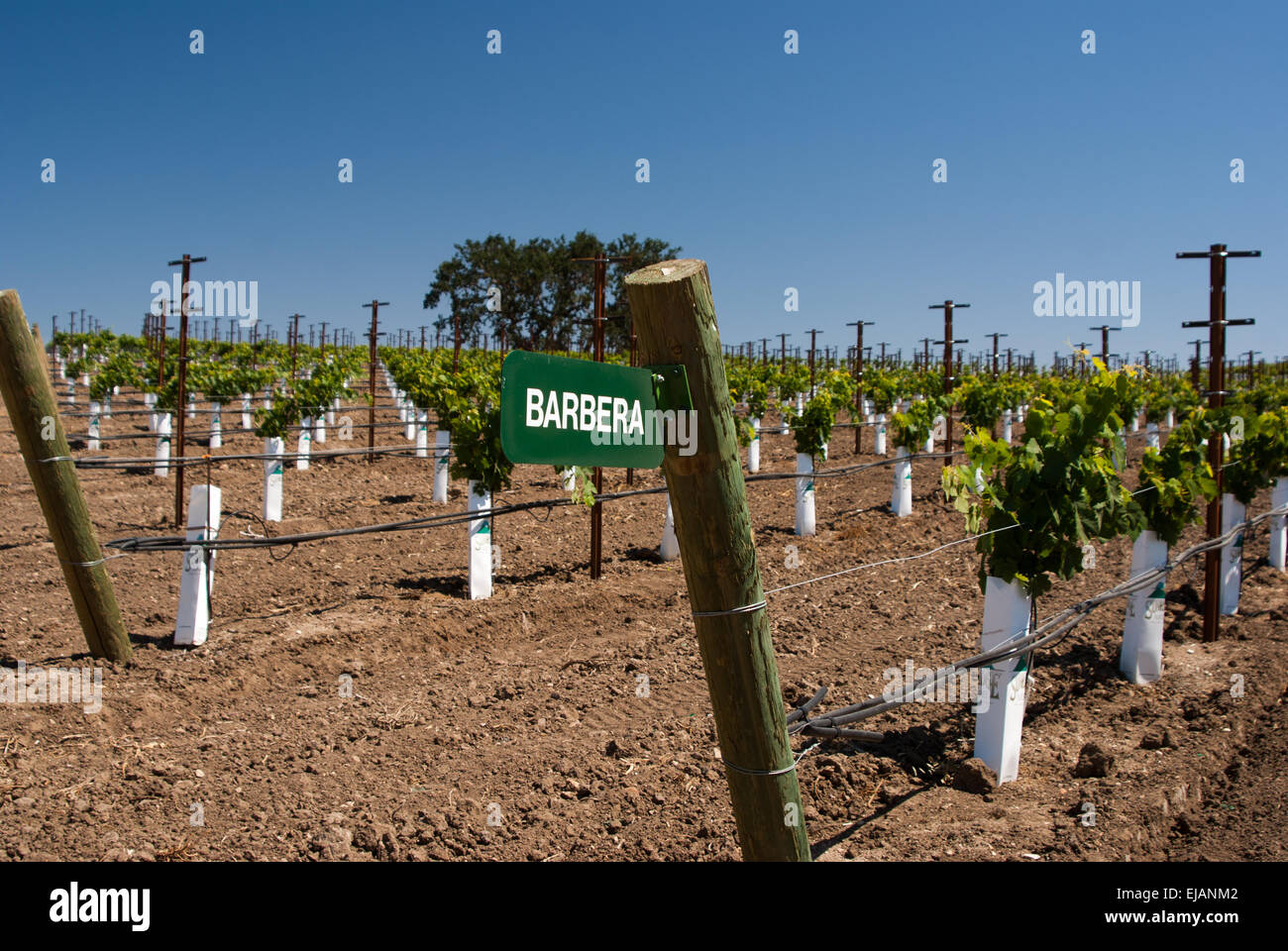 Grapes sign hi-res stock photography and images - Alamy