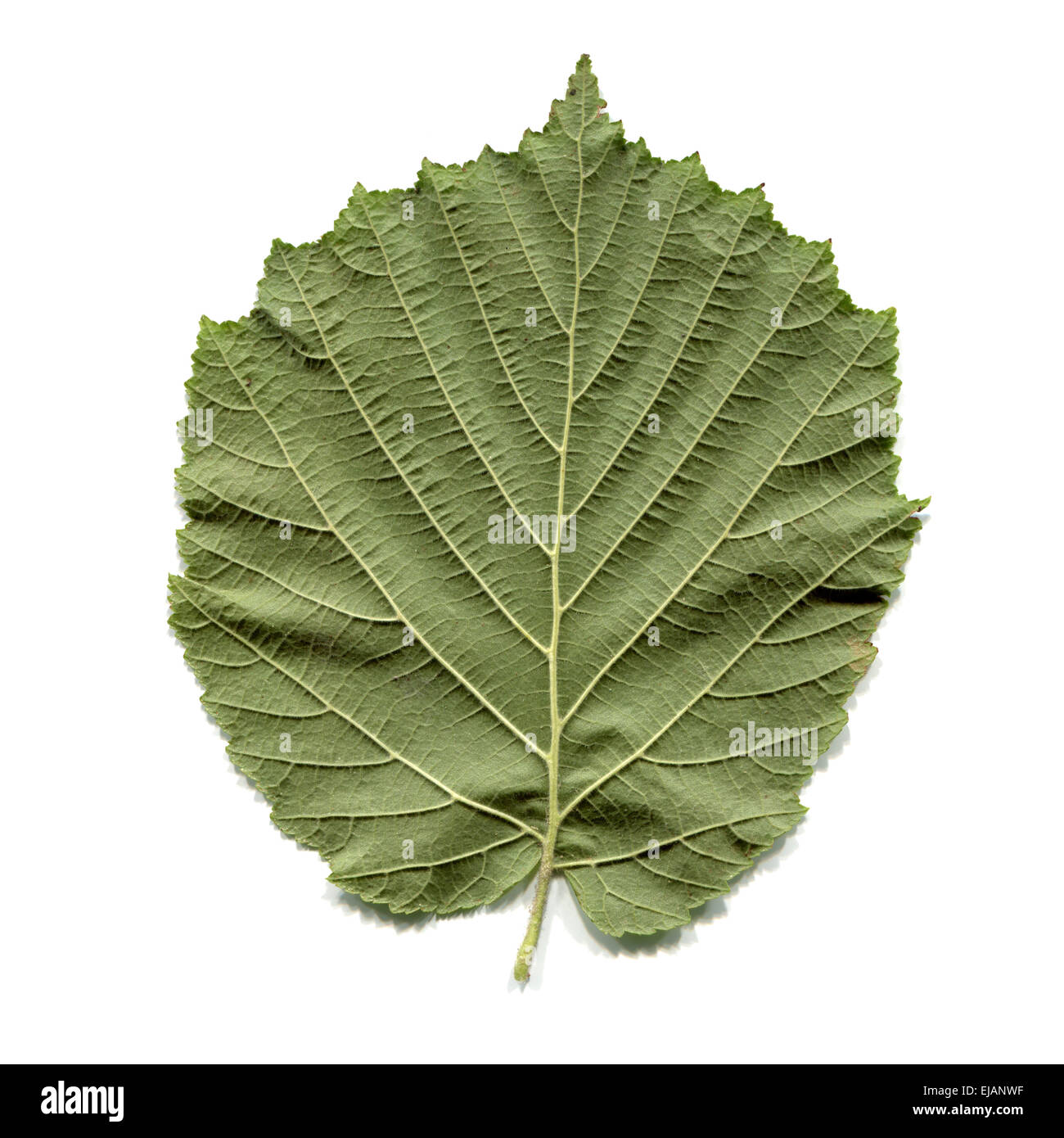Hazel Leaf High Resolution Stock Photography and Images - Alamy