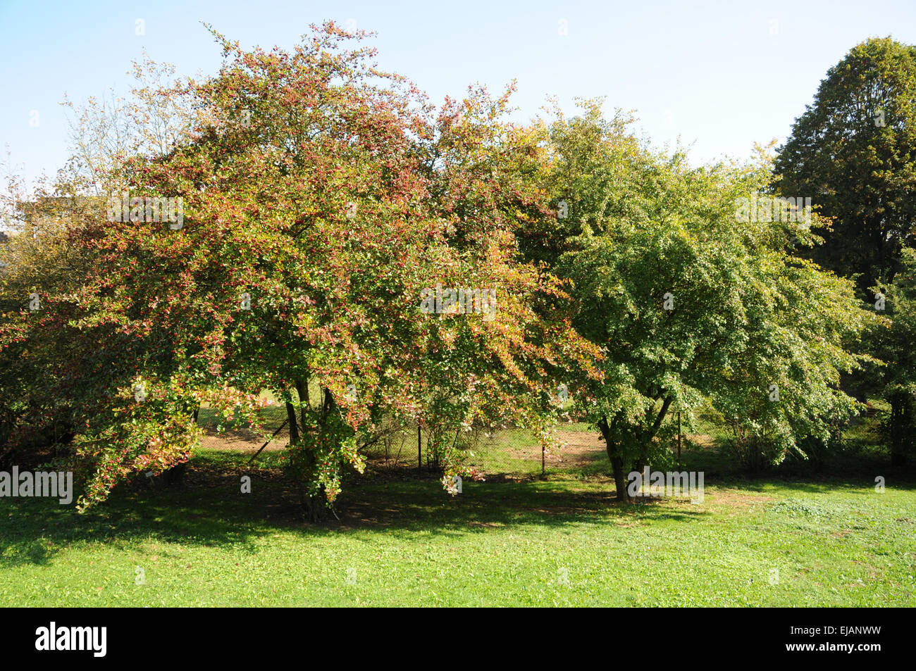 Cockspur thorn tree hi-res stock photography and images - Alamy