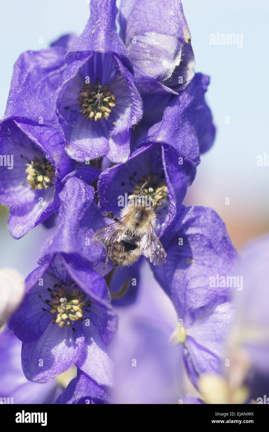 Indian aconite hi-res stock photography and images - Alamy