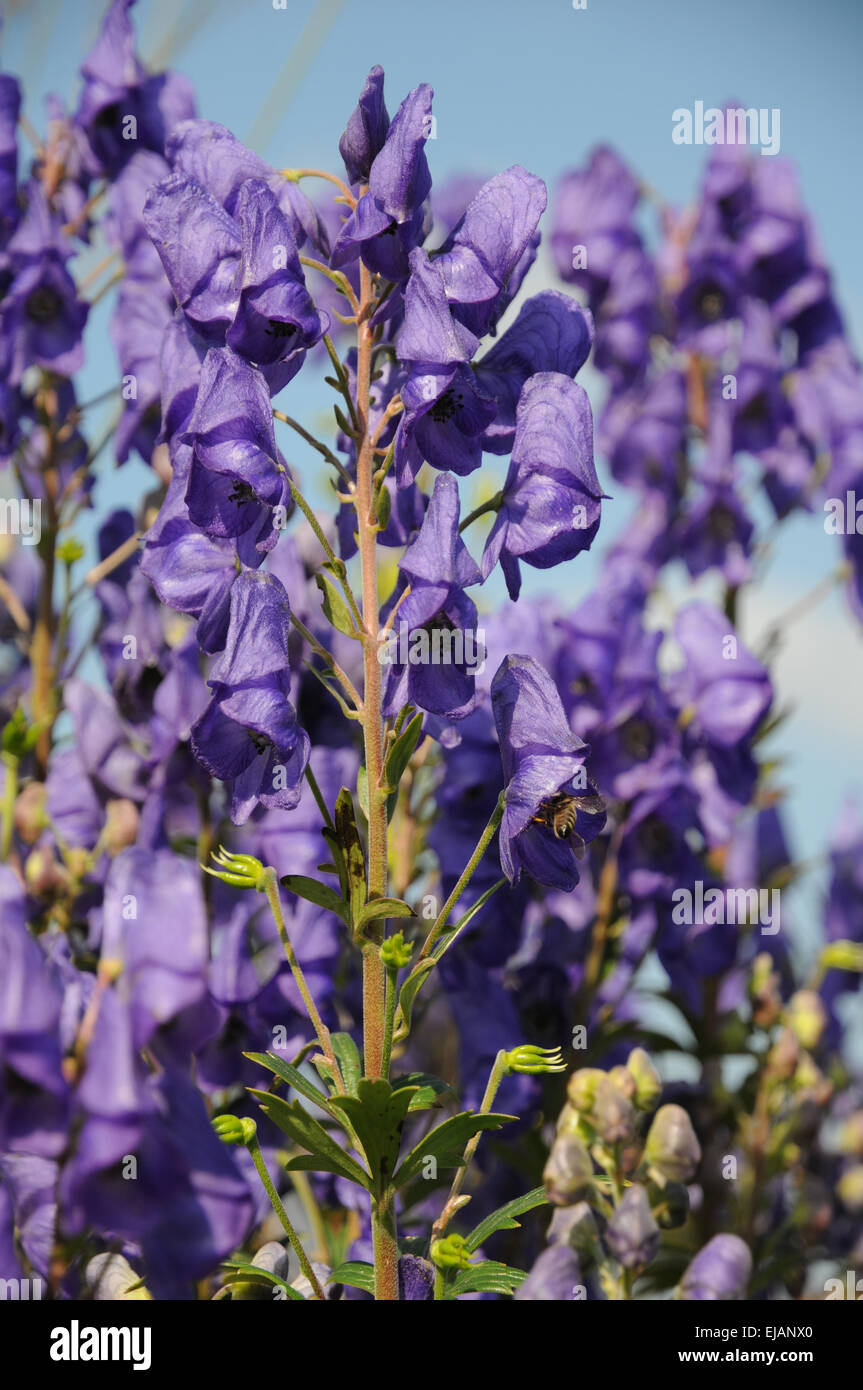 Indian aconite hi-res stock photography and images - Alamy