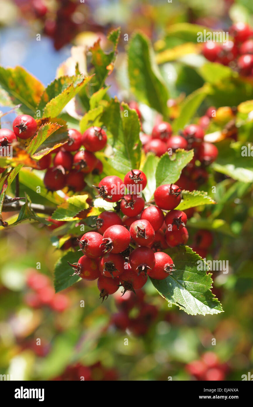 Broad-leaved cockspur thorn Stock Photo, Royalty Free Image: 80142002 ...