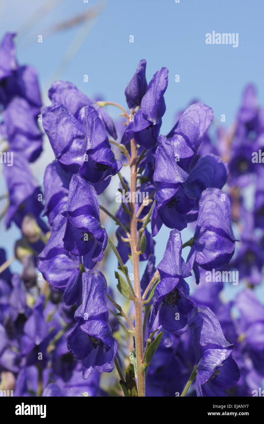 Indian aconite hi-res stock photography and images - Alamy