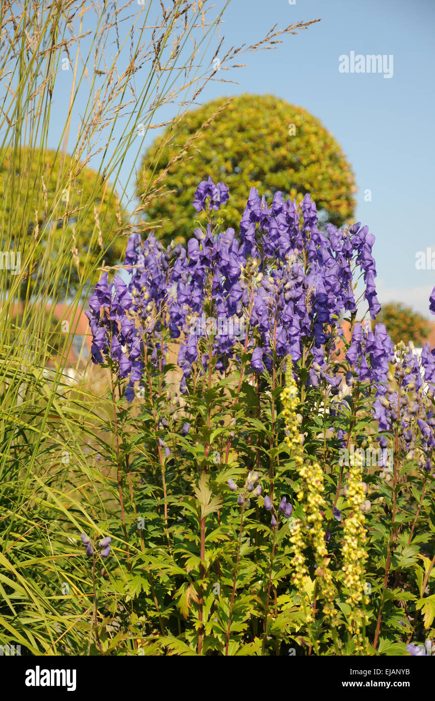 Indian aconite hi-res stock photography and images - Alamy