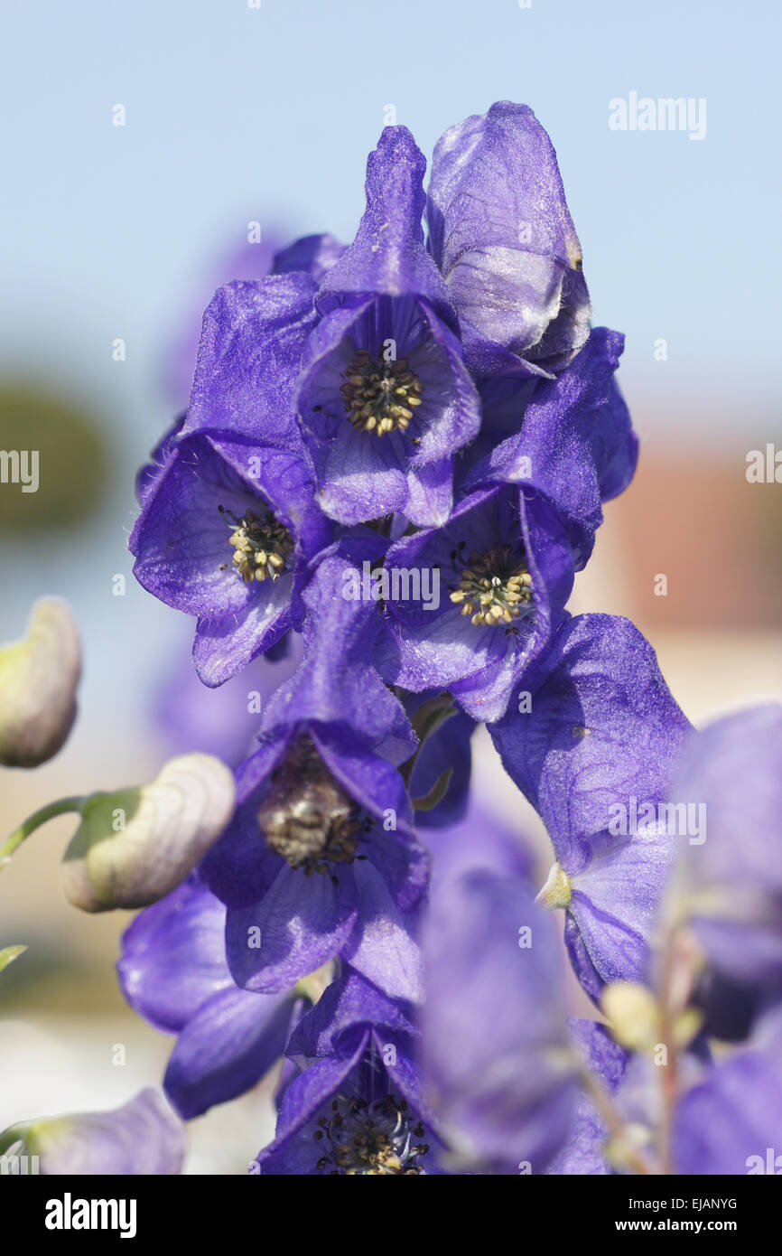 Indian aconite hi-res stock photography and images - Alamy