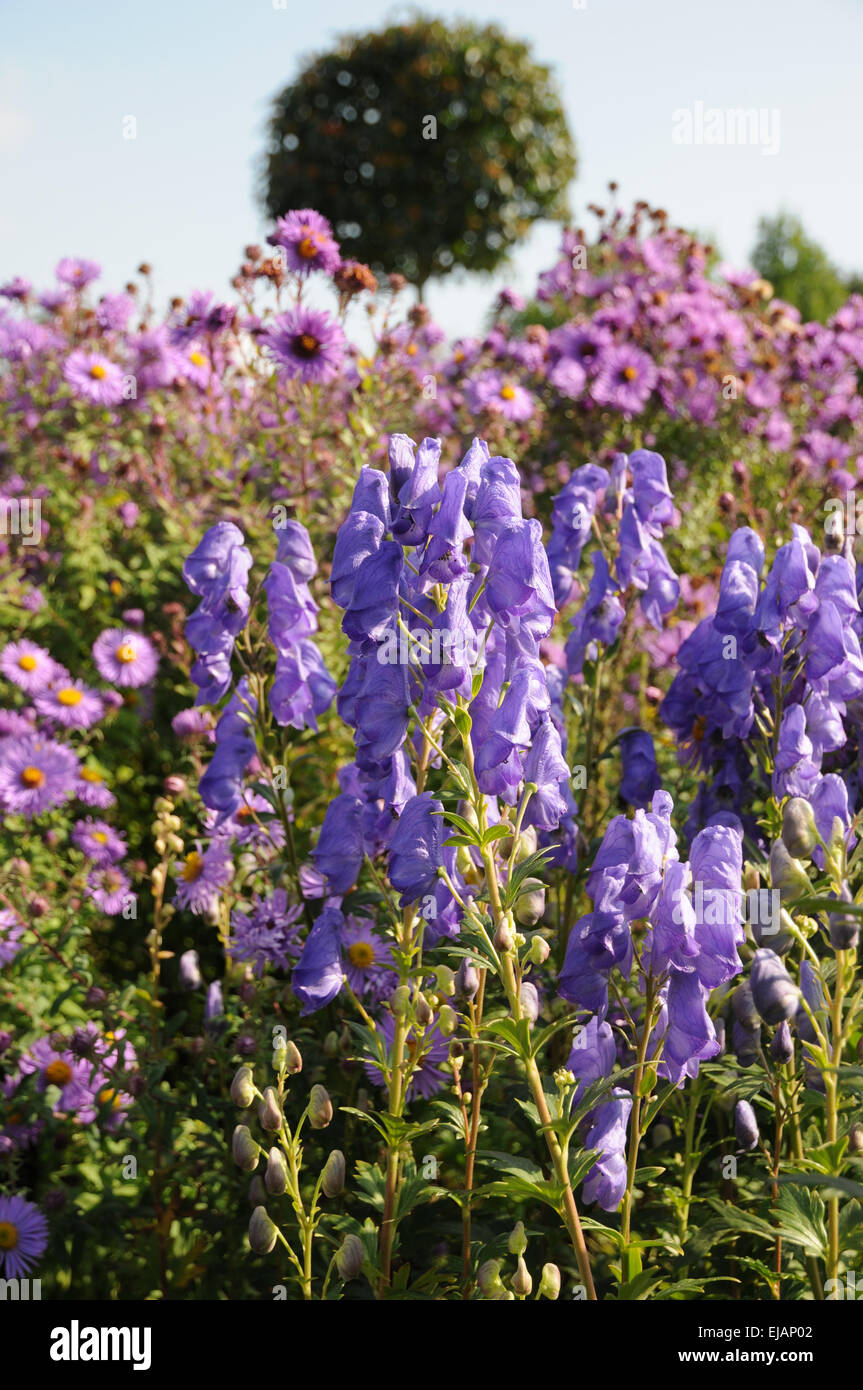 Indian aconite hi-res stock photography and images - Alamy