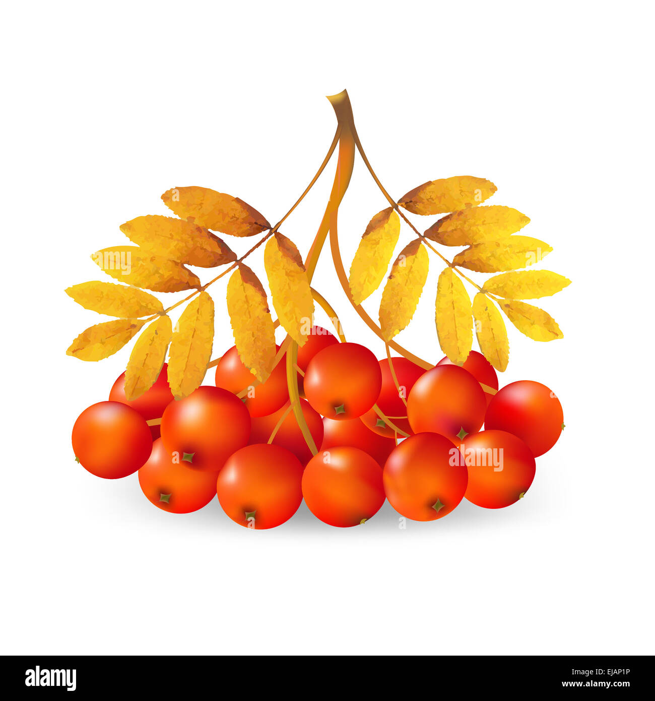 Ashberry hi-res stock photography and images - Alamy