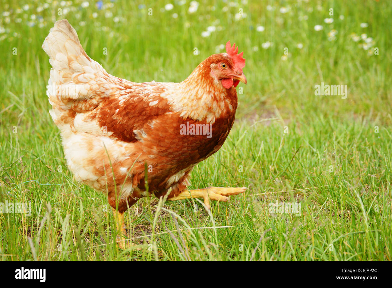 Brown chicken in grass Stock Photo - Alamy