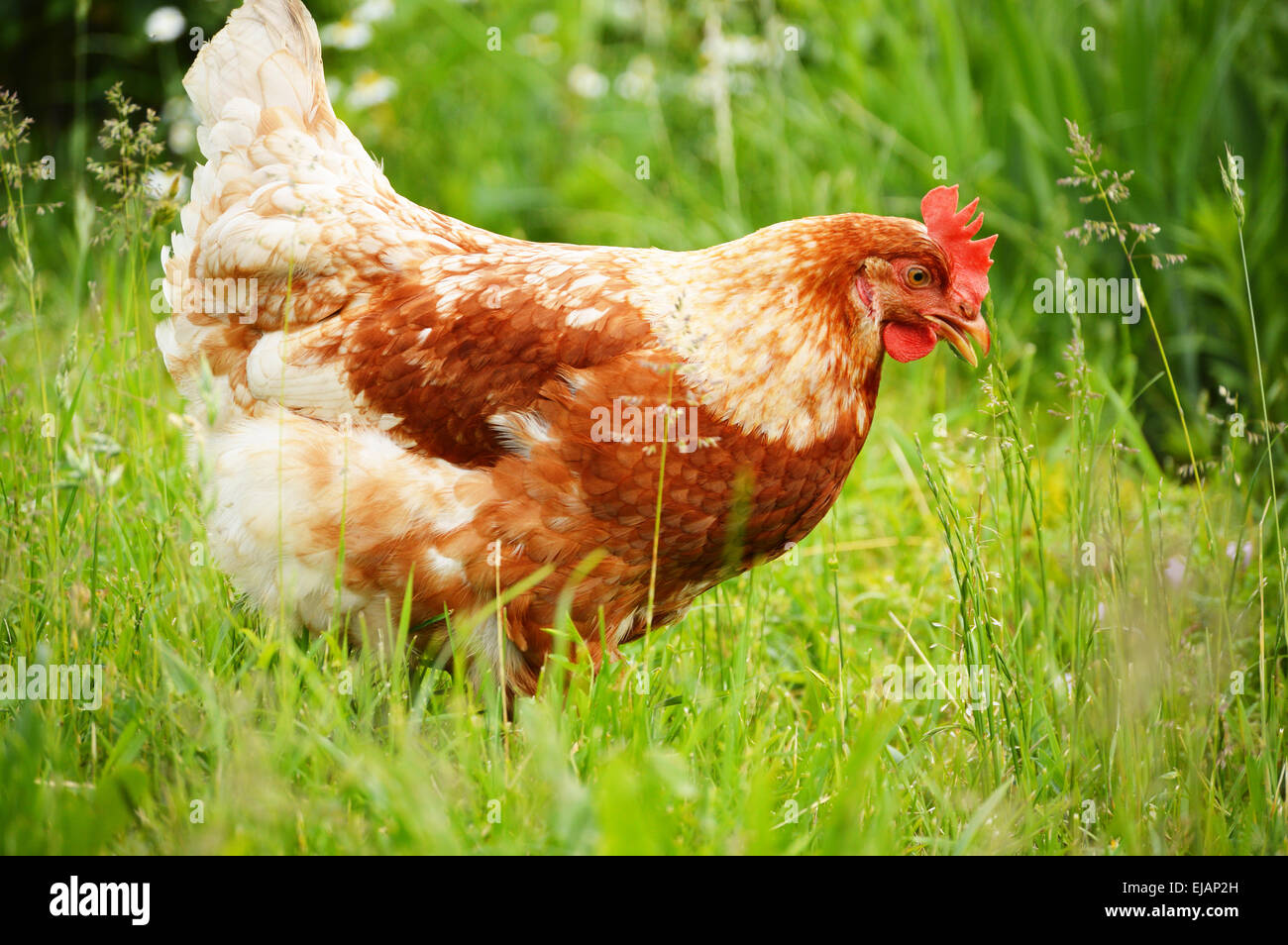 Brown chicken in grass Stock Photo - Alamy
