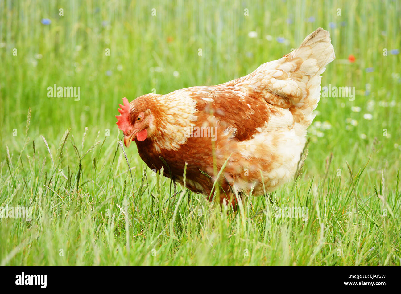 Brown chicken in grass Stock Photo - Alamy